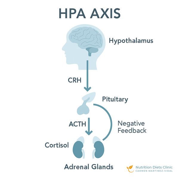 Stress, Cortisol & HPA Axis Imbalance: A Functional Medicine Guide